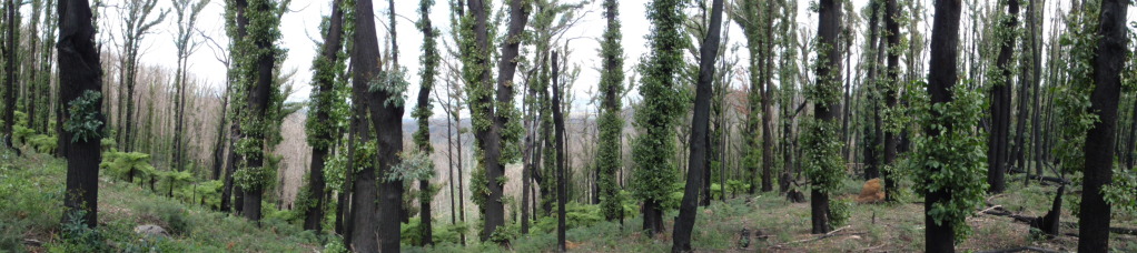 Bunyip New Growth | 4x4Earth