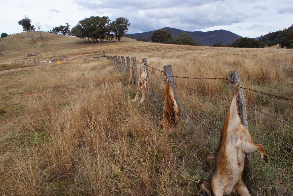 Hunting up high....Some pics may Offend | 4x4Earth