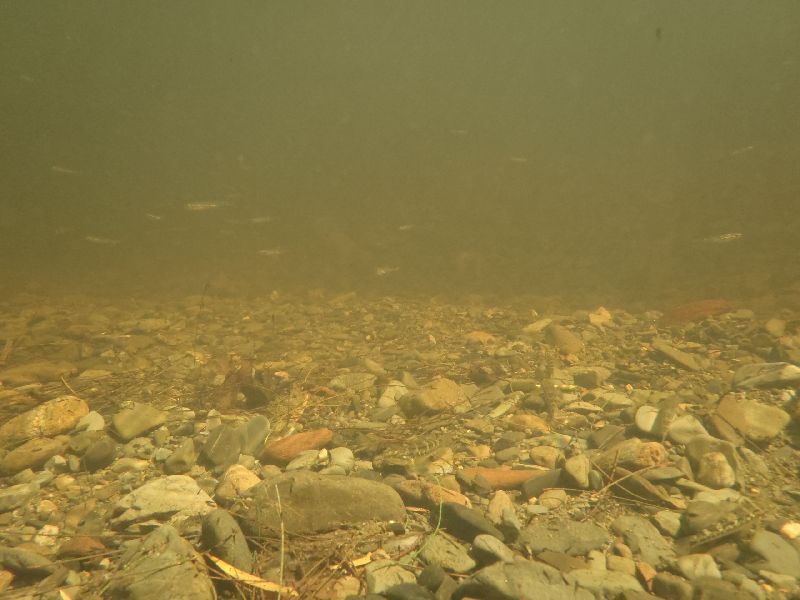 Halls Peak Camping Ground - Oxley Wild Rivers NP | 4x4Earth