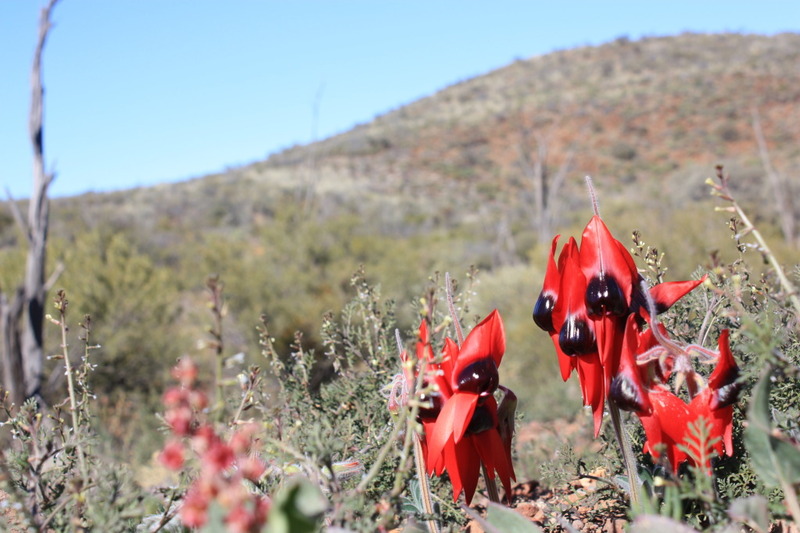Arkaroola/Willow Springs | 4x4Earth