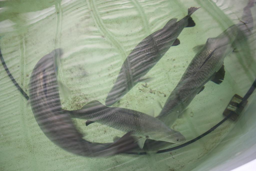 karamba | Page 2 | 4x4Earth