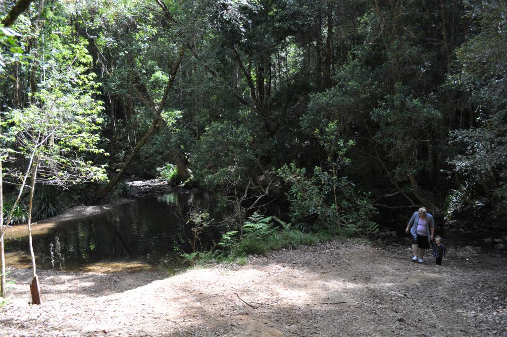 Swans crossing to the cells CSA | 4x4Earth