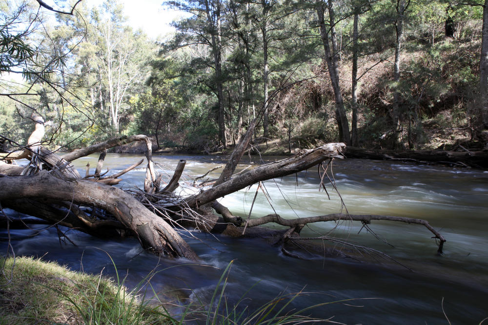 McIntyres Hut - Flea Creek Loop