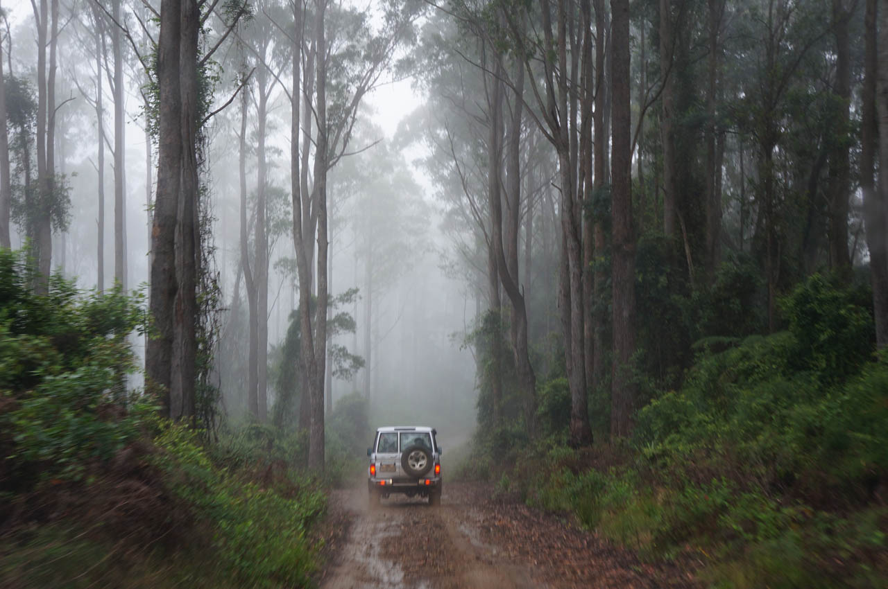 Chichester State Forest
