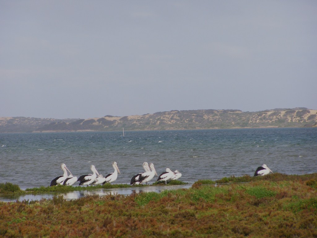 Kartoo -Pelican Point track